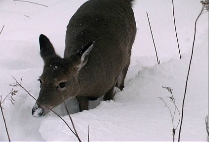 Wildlife Technologies Picture Page 2